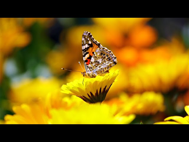 Releasing A Butterfly - Kidspace Children's Museum