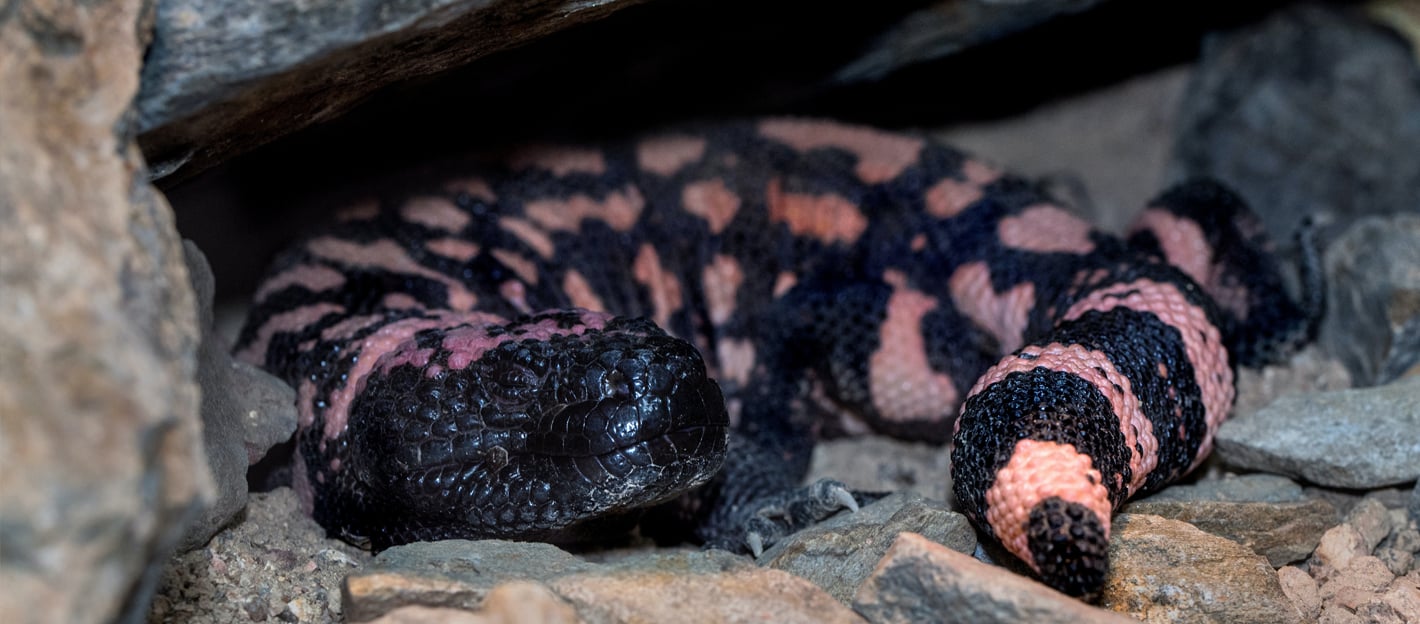 Brrrrrrr...umation! - Kidspace Children's Museum