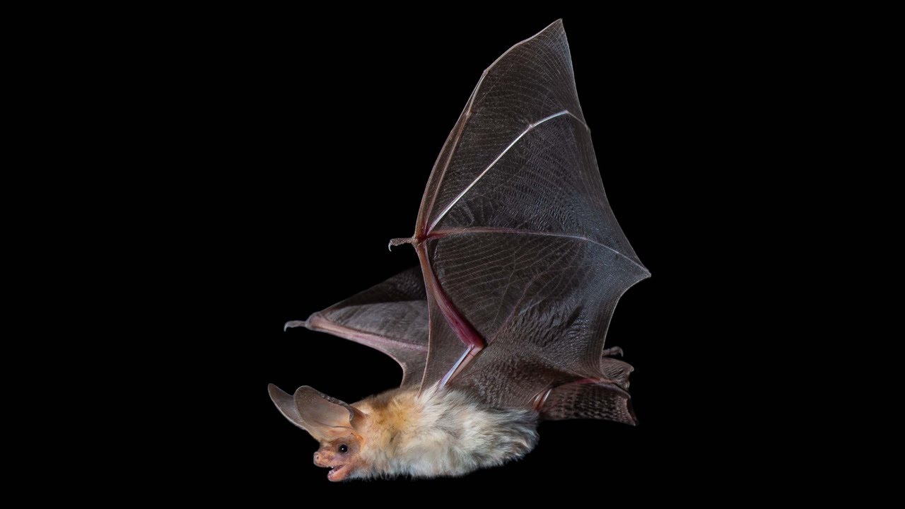 Video Gallery - Kidspace Children's Museum