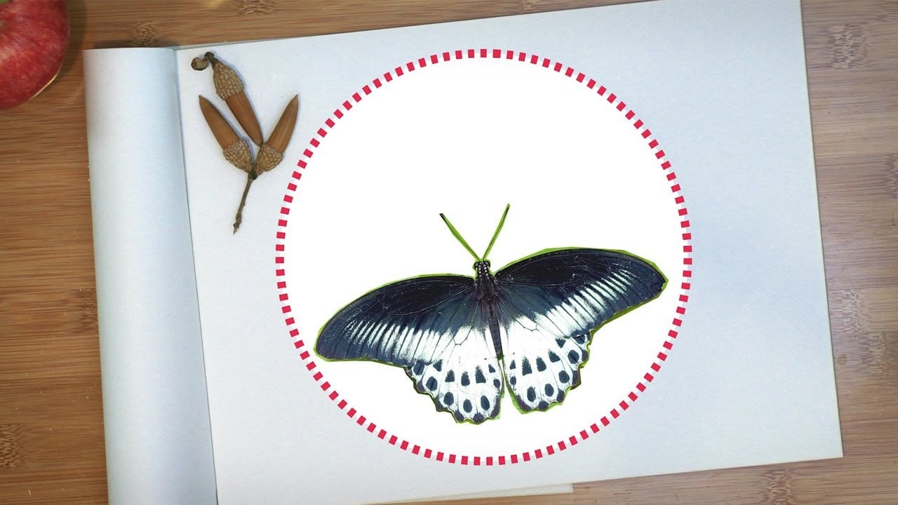 Butterfly Season in Pasadena, CA | Kidspace Children's Museum