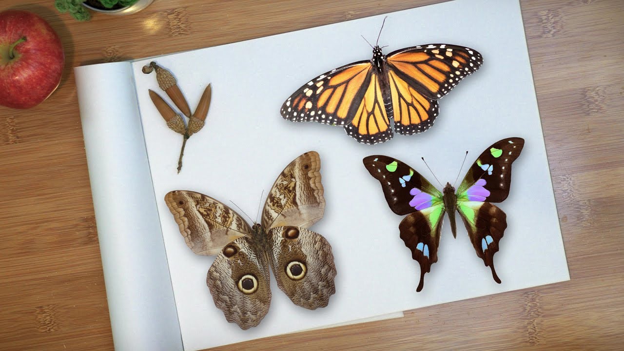 Butterfly Season in Pasadena, CA | Kidspace Children's Museum